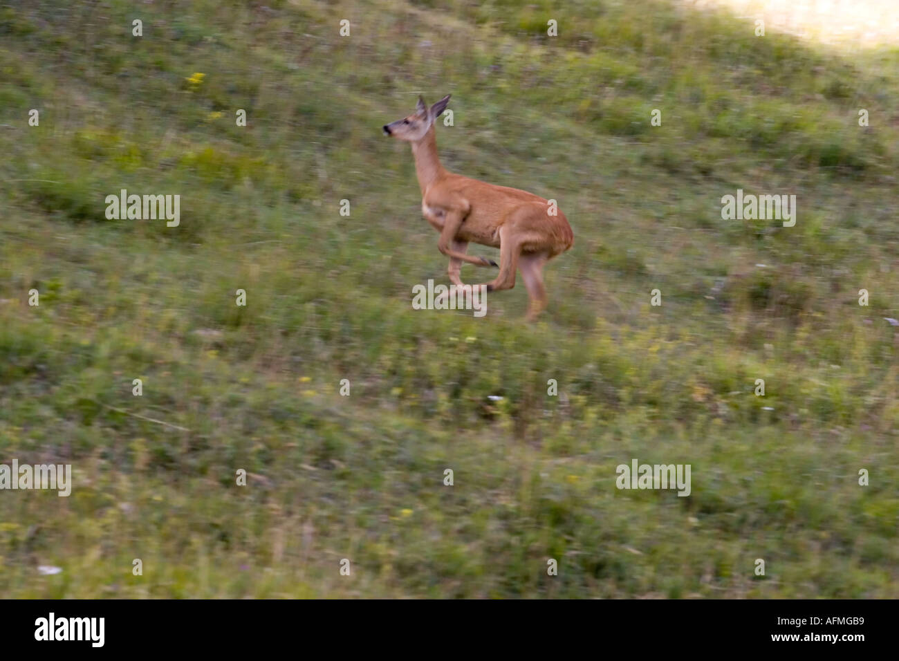 roe deer female that it runs scared capriolo capreolus capreolus Stock ...