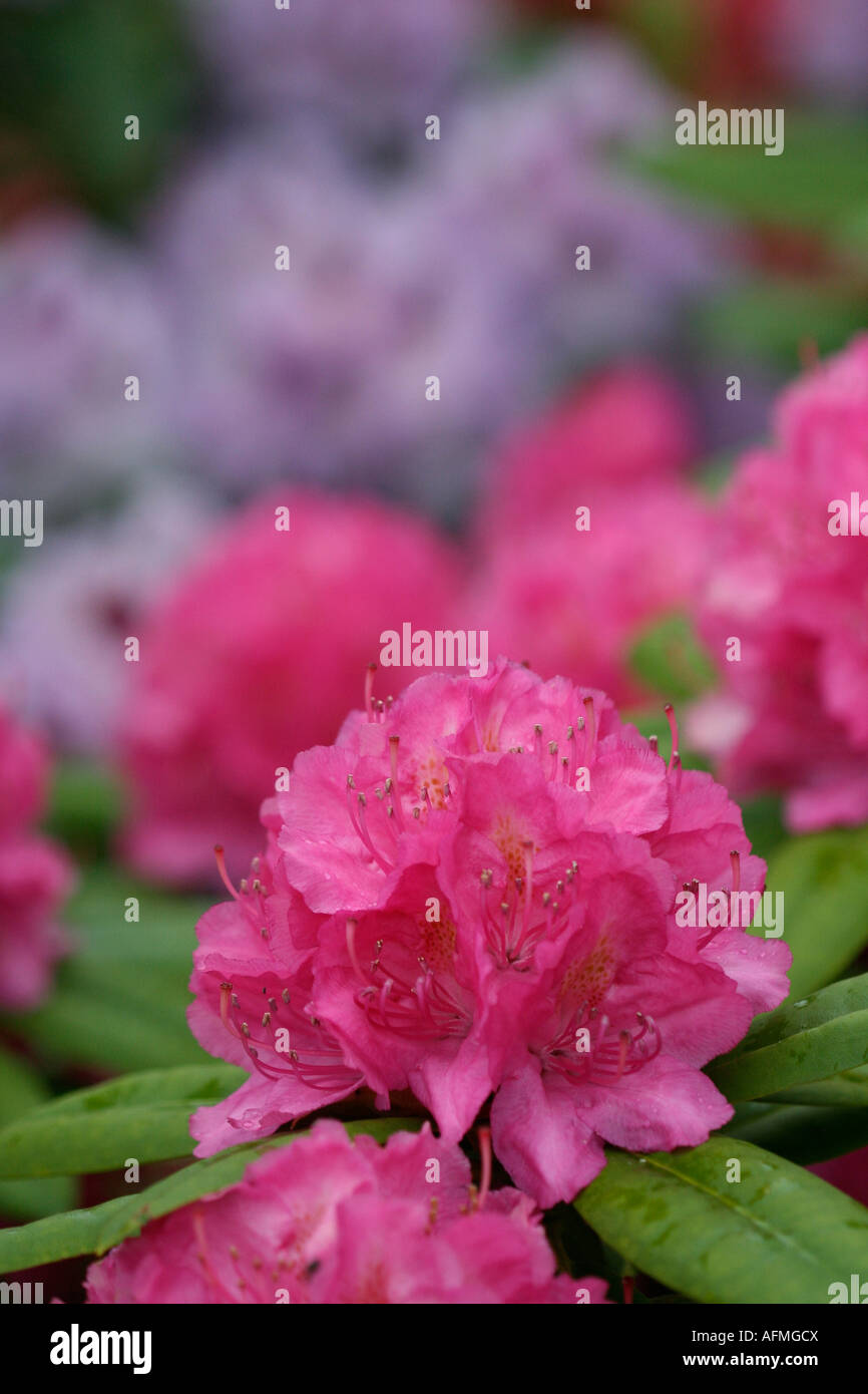 Rhododendron and Azalea flower border Stock Photo - Alamy