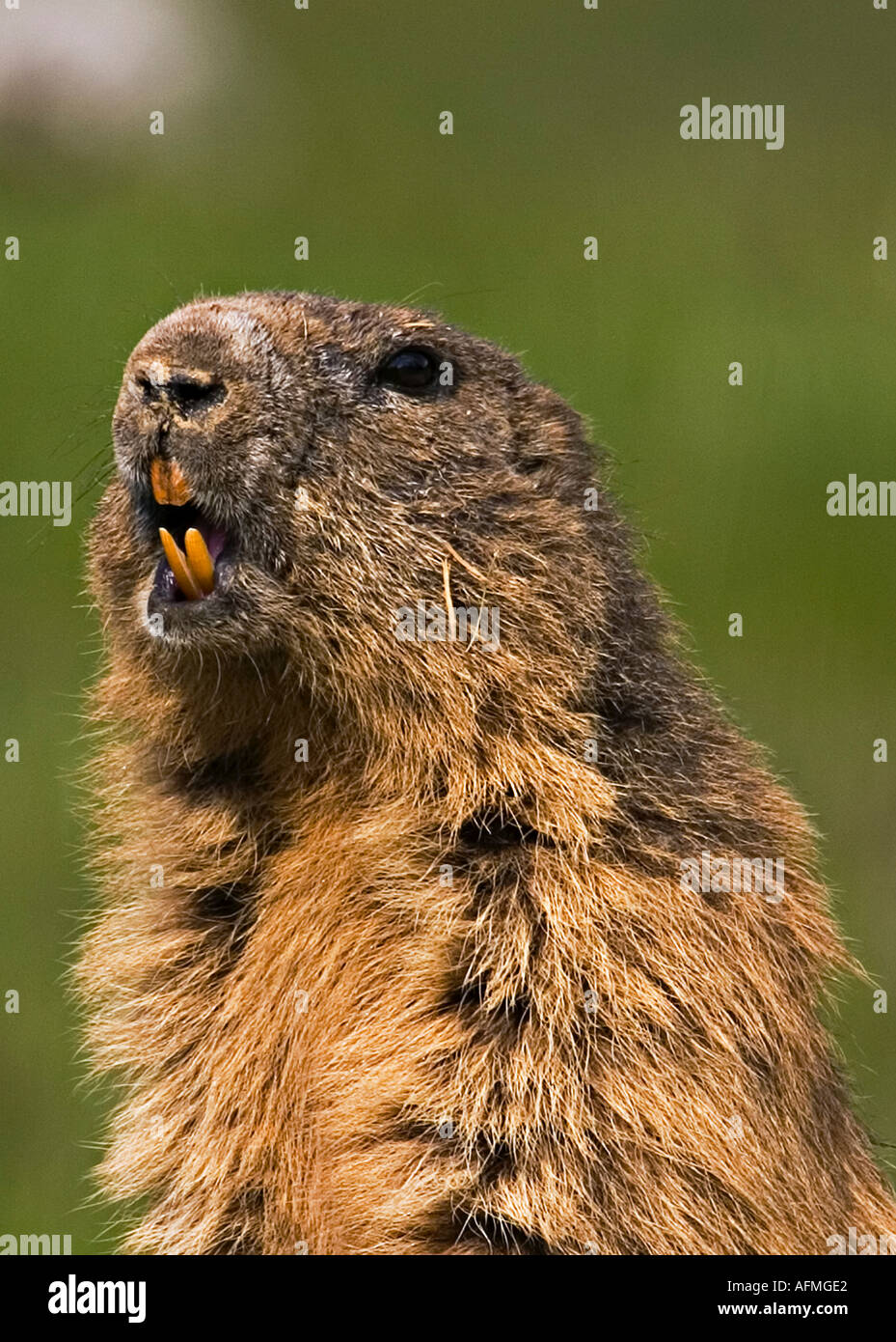 Alpine Marmot or Marmota Marmota close up tooth in erect Stock Photo ...