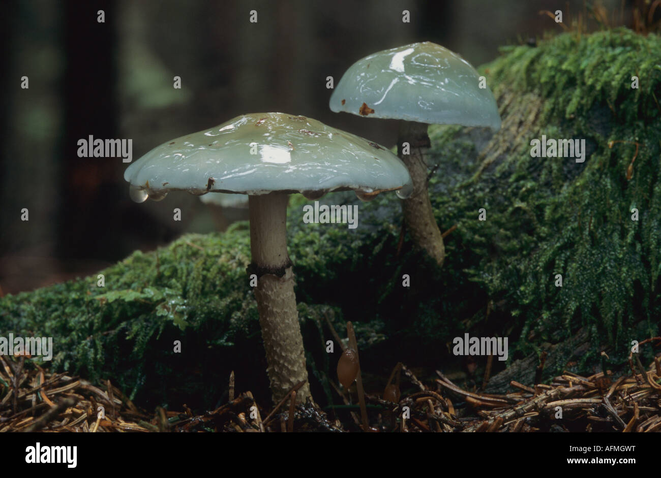 Shiny toadstool hi-res stock photography and images - Alamy