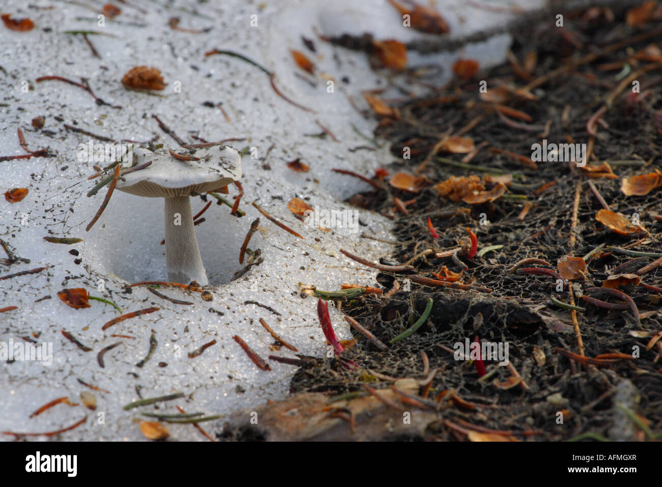 Toadstool growing in the receding spring snow Wasatch Mountains Alta ...