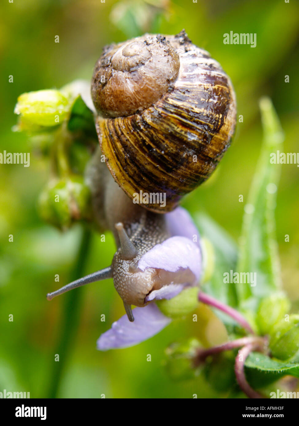 Eating snail hi-res stock photography and images - Alamy