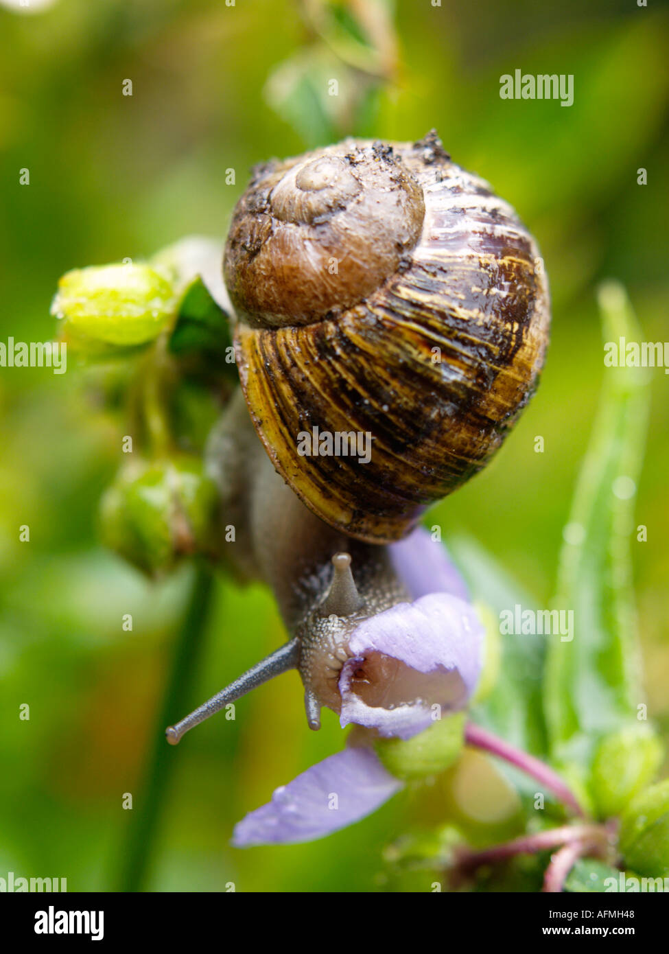 Garden snail sitting on a flower and eating flower leaf leaves pest ...