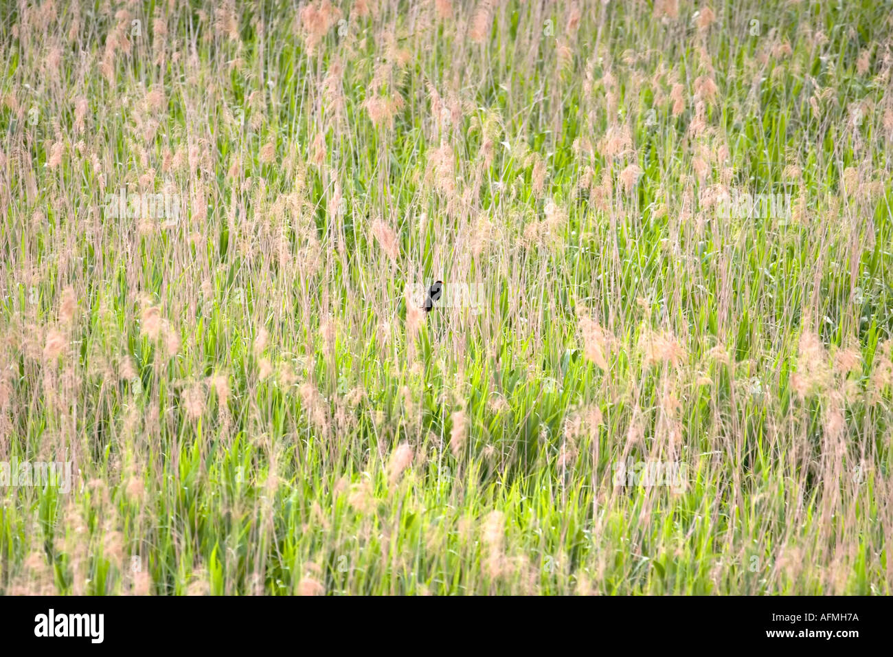 BLACKBIRD TURDUS MERULA MALE in the middle of canes field Stock Photo ...