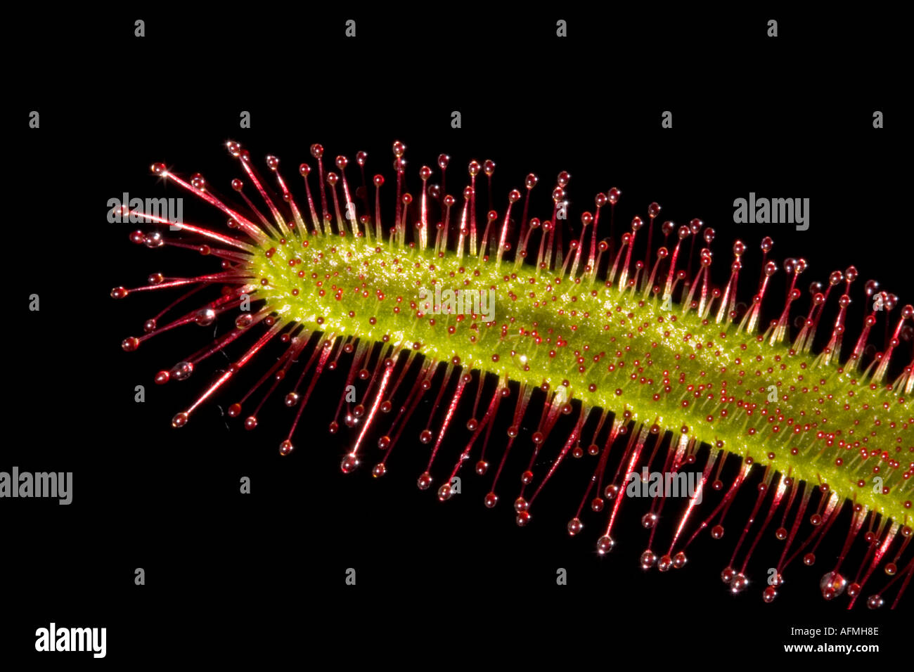 A sticky leaf of the Sundew plant one of many types of animal eating ...