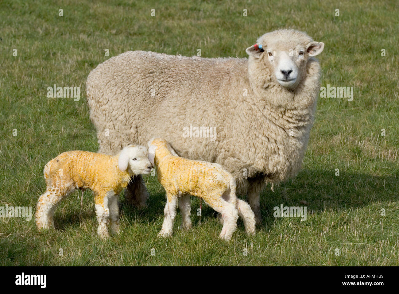 A mother ewe nurturing her new born lambs Stock Photo - Alamy