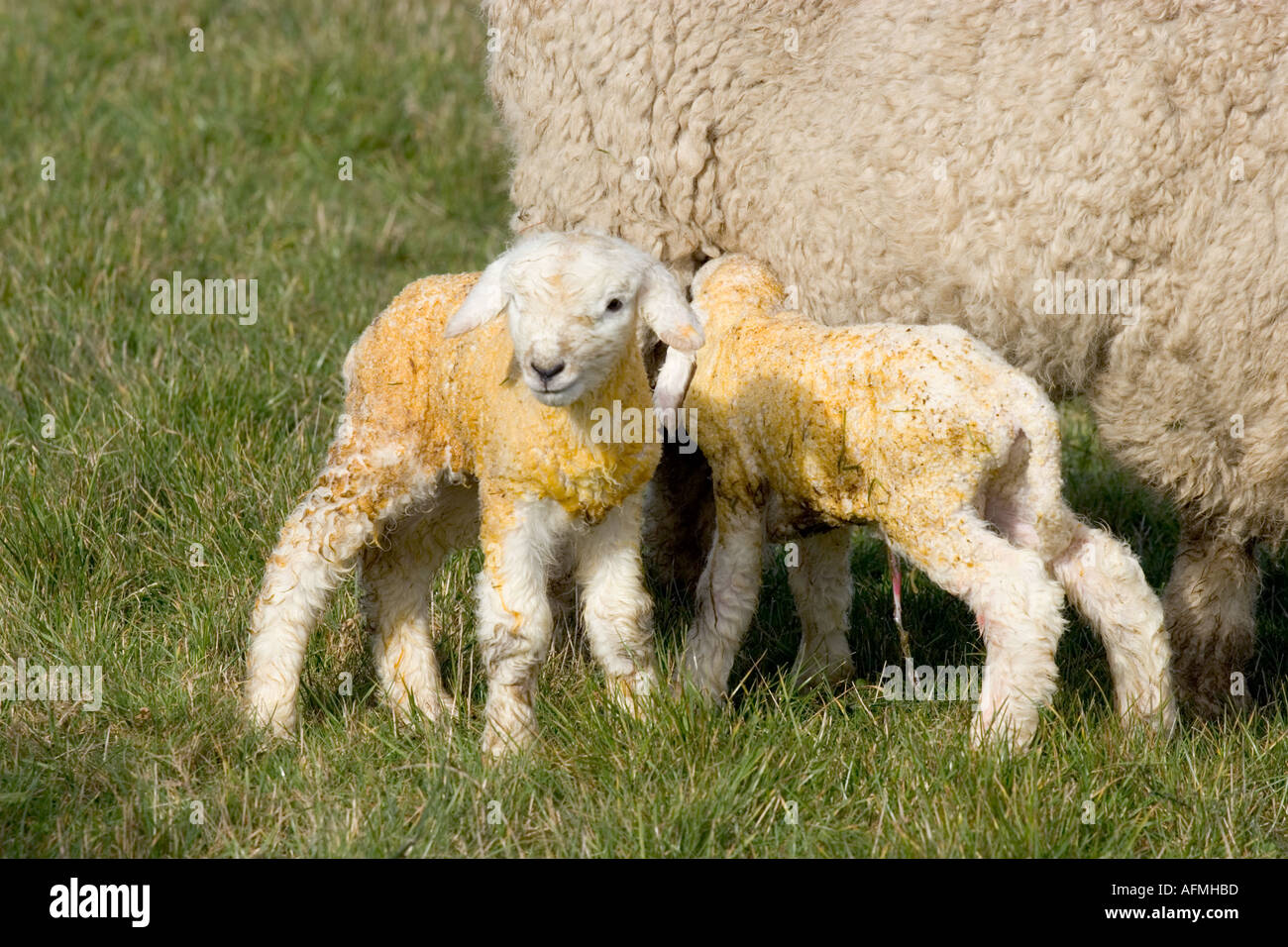 A mother ewe nurturing her new born lambs Stock Photo - Alamy