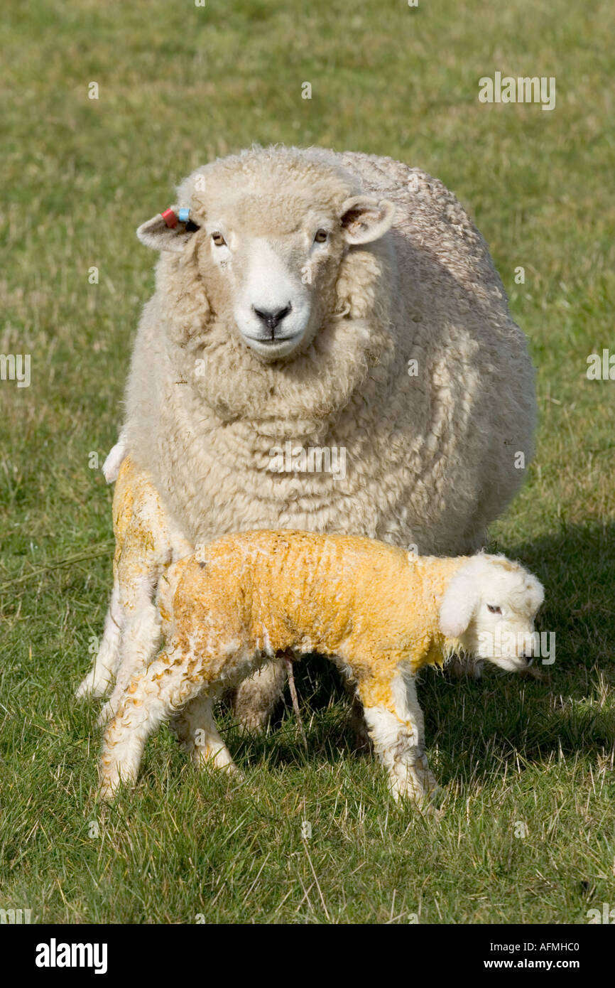 A mother ewe nurturing her new born lambs Stock Photo - Alamy