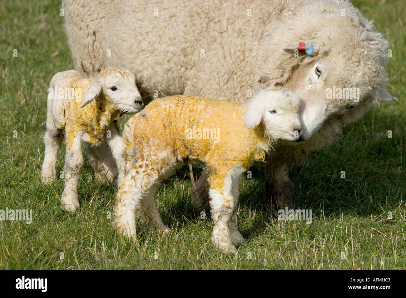 A mother ewe nurturing her new born lambs Stock Photo - Alamy