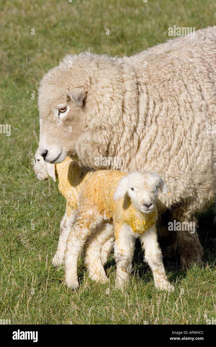 A mother ewe nurturing her new born lambs Stock Photo - Alamy