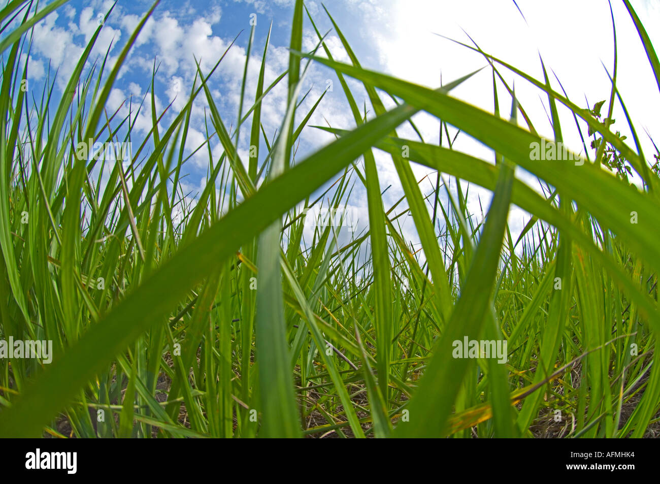 Florida farm field with wild green ground cover and dramatic clouds ...