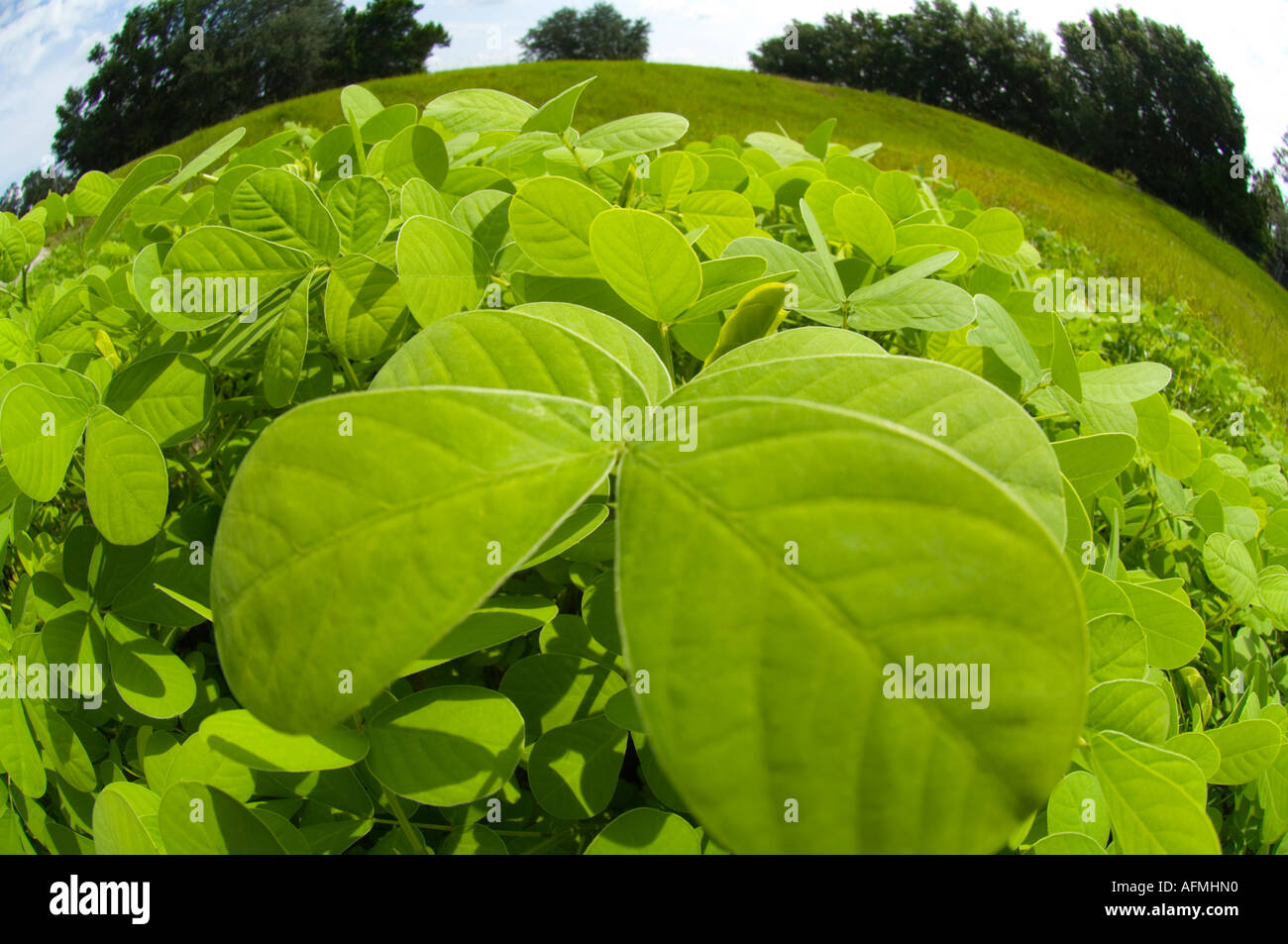 Florida farm field with wild green ground cover and dramatic clouds ...