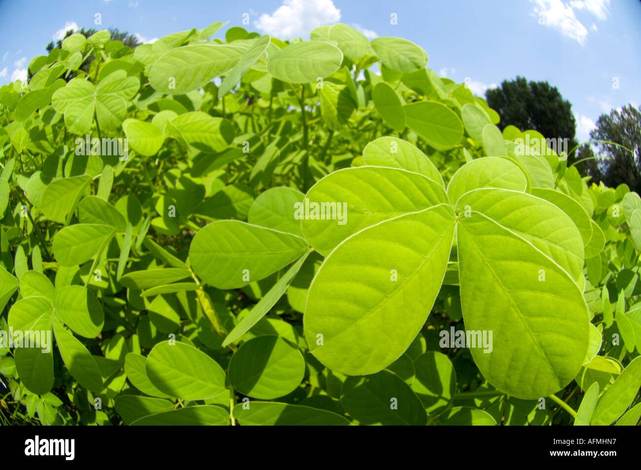 Florida farm field with wild green ground cover and dramatic clouds ...