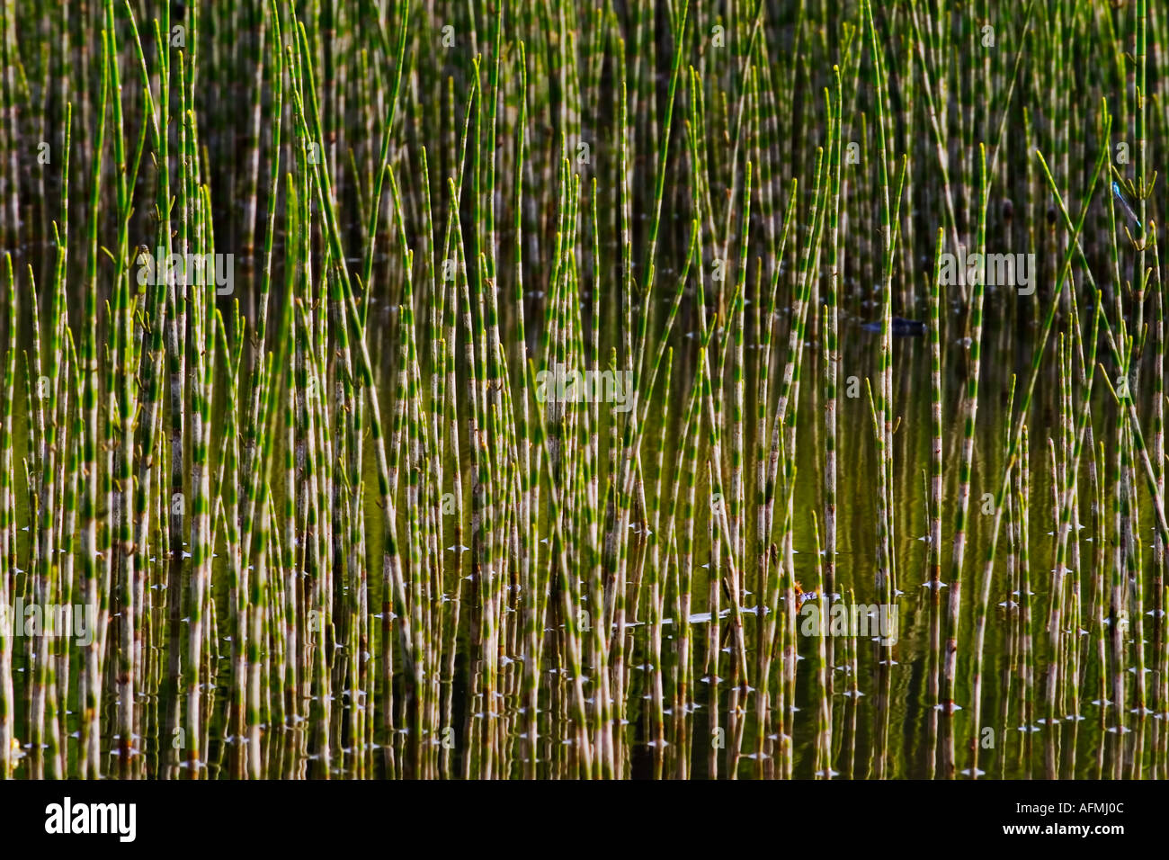 reed stick cane Stock Photo - Alamy