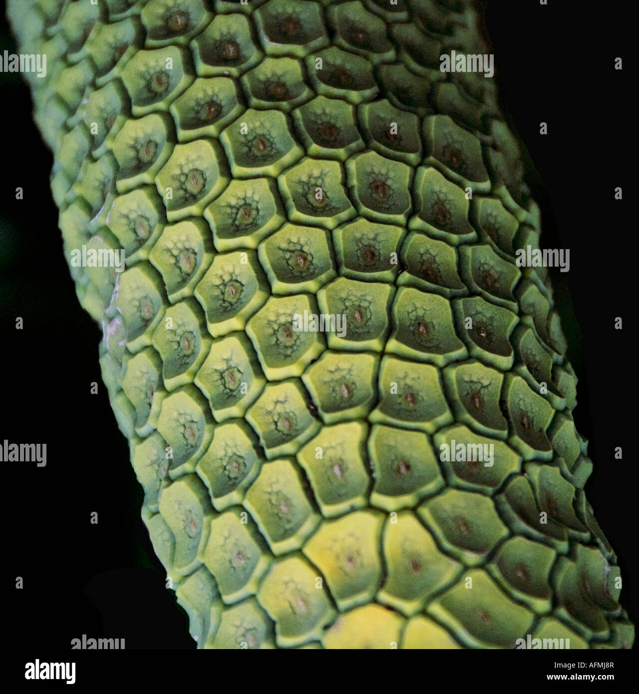 Seed pod close up, Hawaii Stock Photo - Alamy