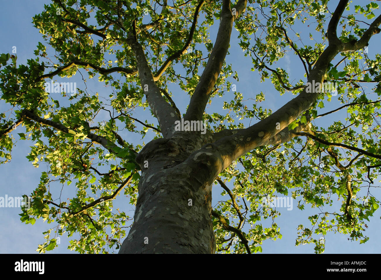 Sycamore tree limbs hi-res stock photography and images - Alamy