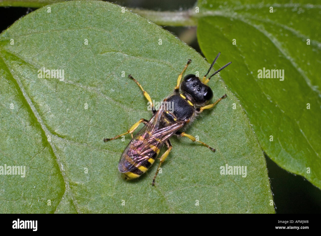 Ectemnius cavifrons, Digger Wasp. UK, Kent, July Stock Photo - Alamy