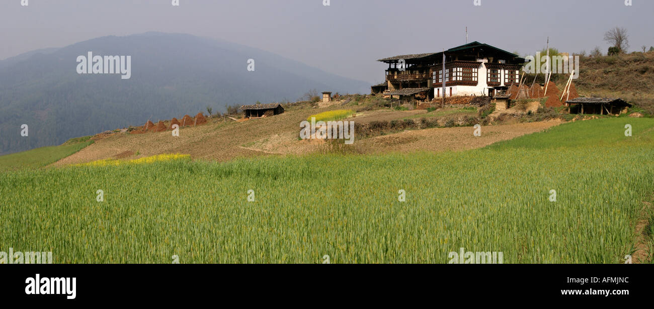 Bhutan agriculture Haa Valley Jabana barley growing on hill farm ...