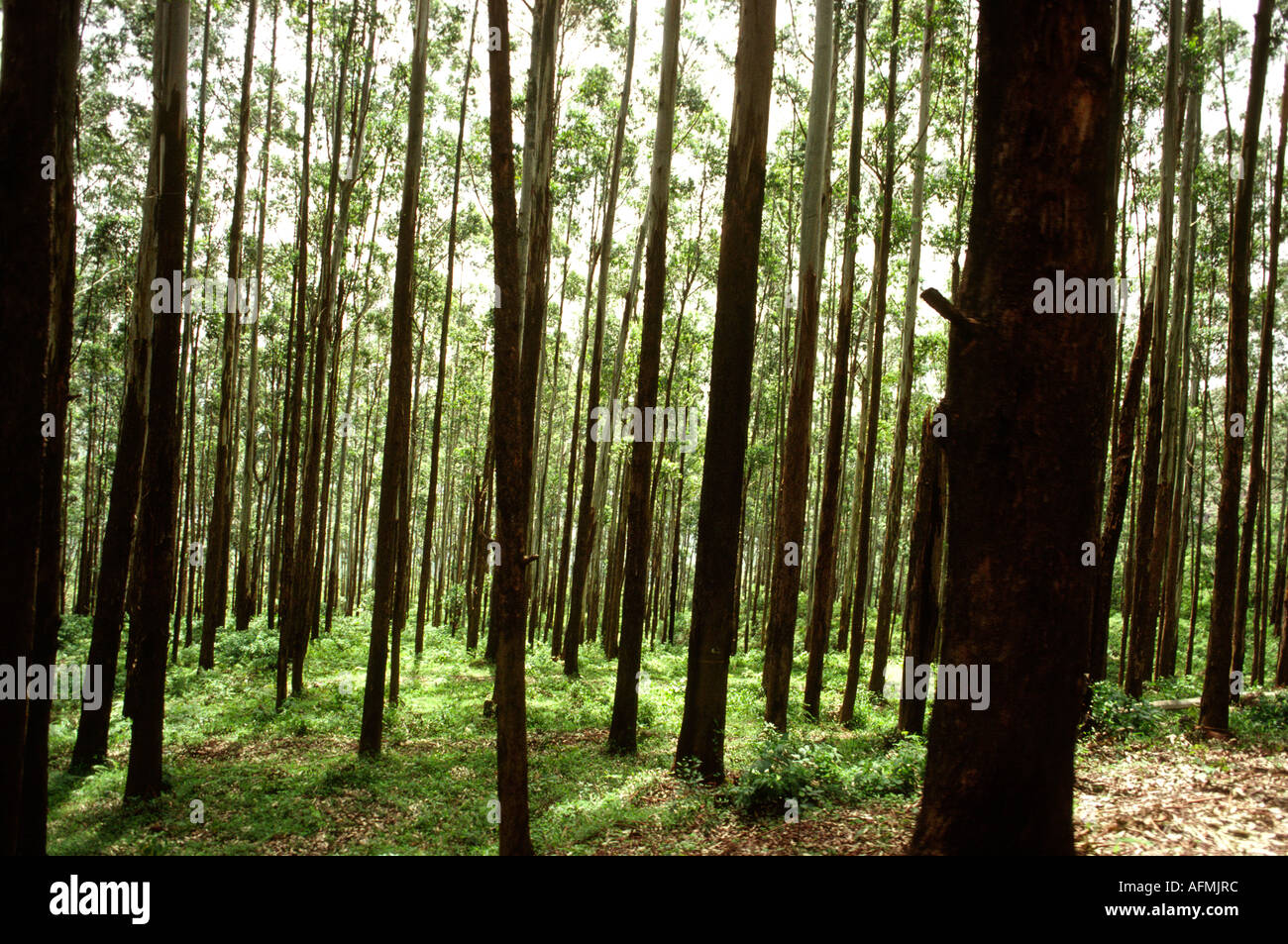 Teak forest india hi-res stock photography and images - Alamy