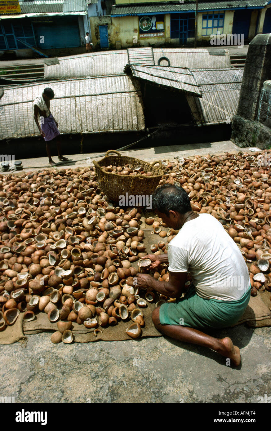 India Kerala Cochin food sorting drying coconuts Stock Photo - Alamy