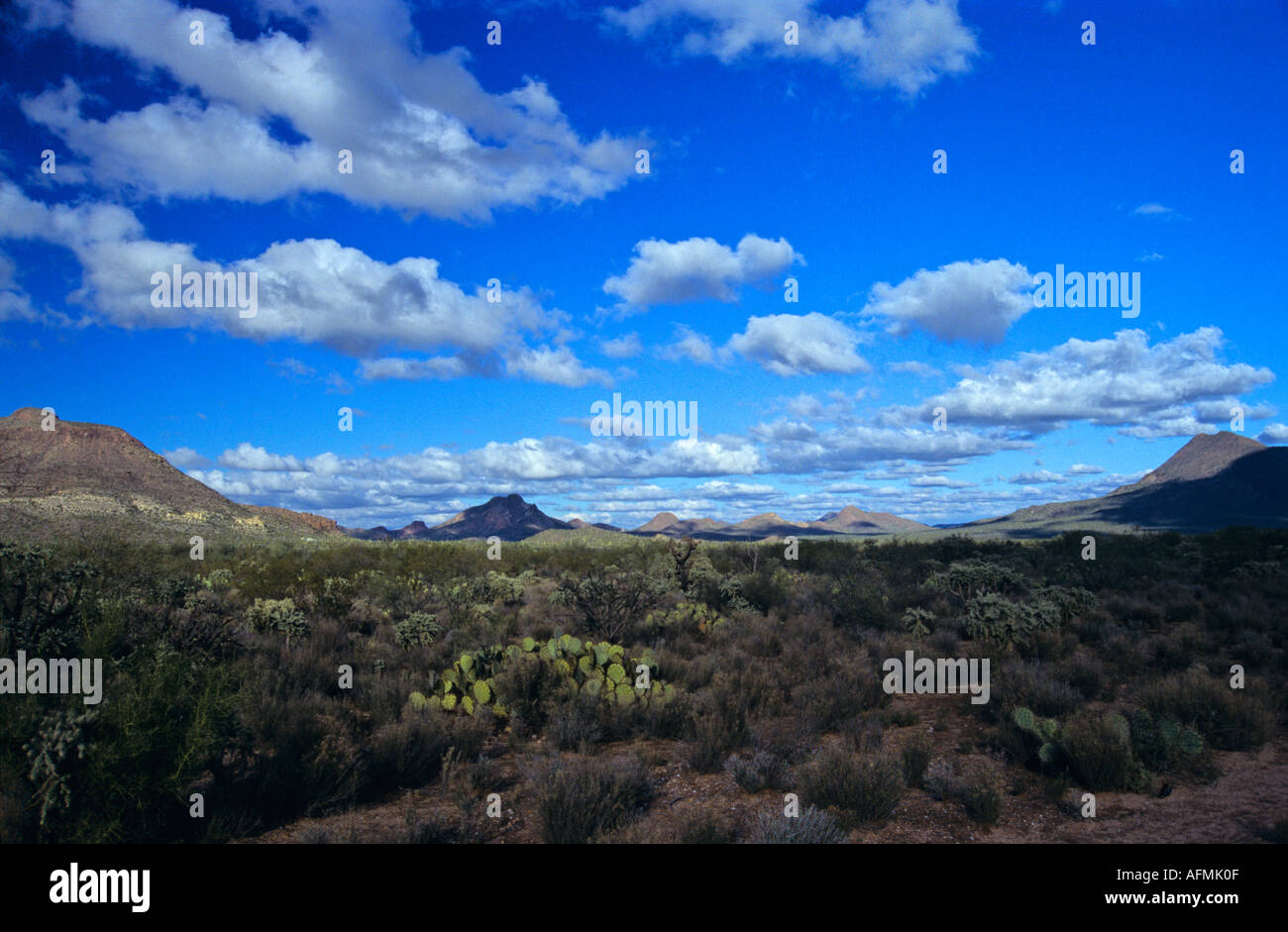 Arizona desert in Spring Stock Photo - Alamy