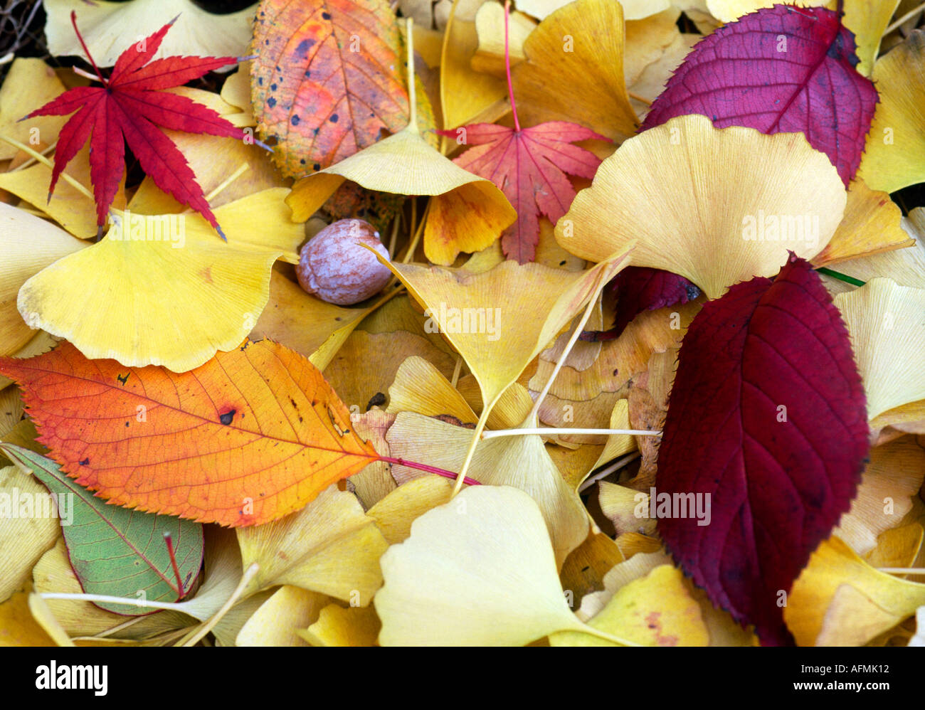 Colorful color colourful colour hi-res stock photography and images - Alamy