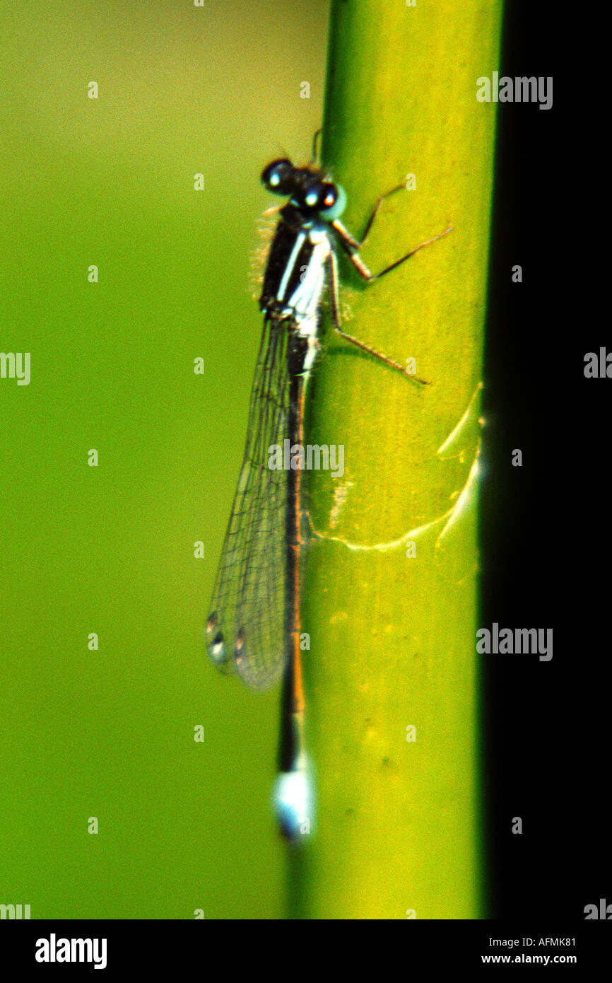 Dragonfly climbing hi-res stock photography and images - Alamy