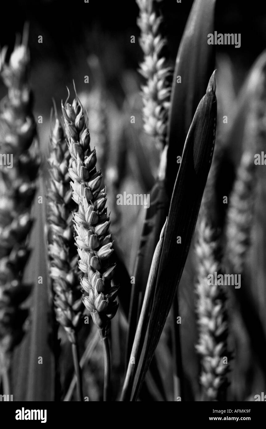 Corn field detail Black and White Stock Photos & Images - Alamy