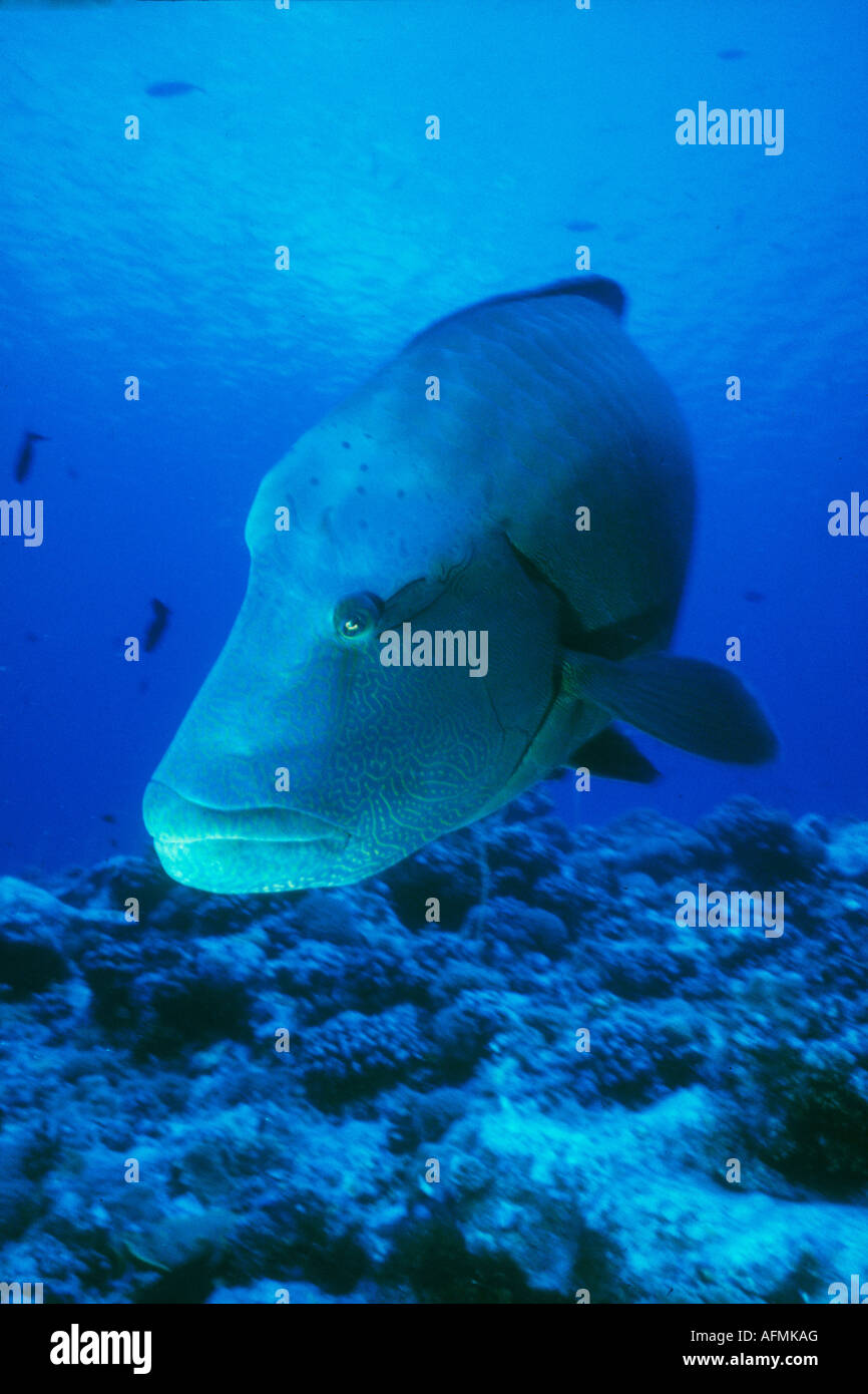 Napolean fish hi-res stock photography and images - Alamy