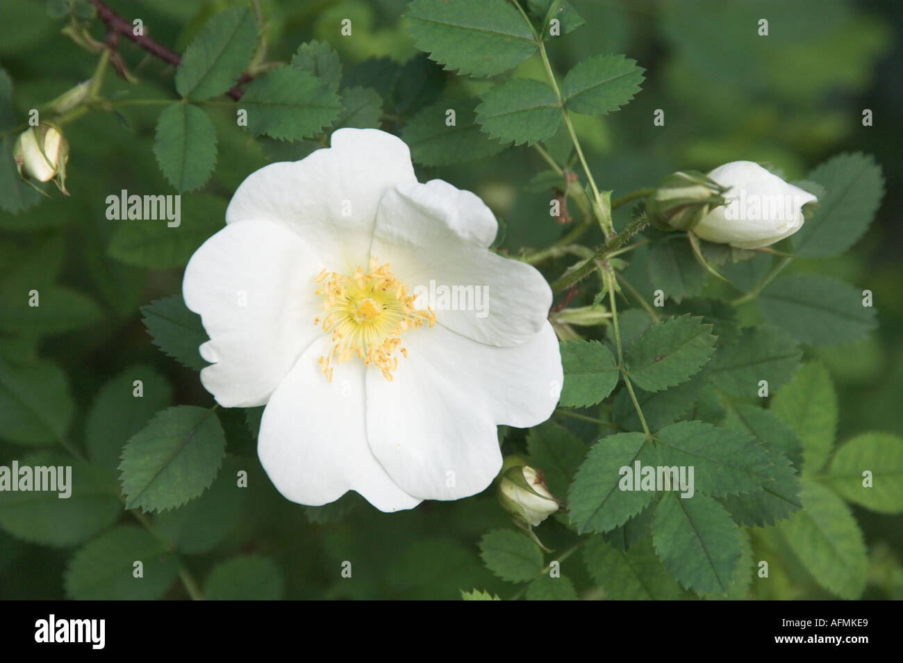 The white wild rose blooms with large impressive blossoms in a priaire ...