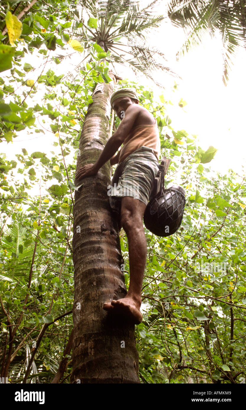 India Kerala Alleppey drink toddy tapper climbing up palm tree Stock ...