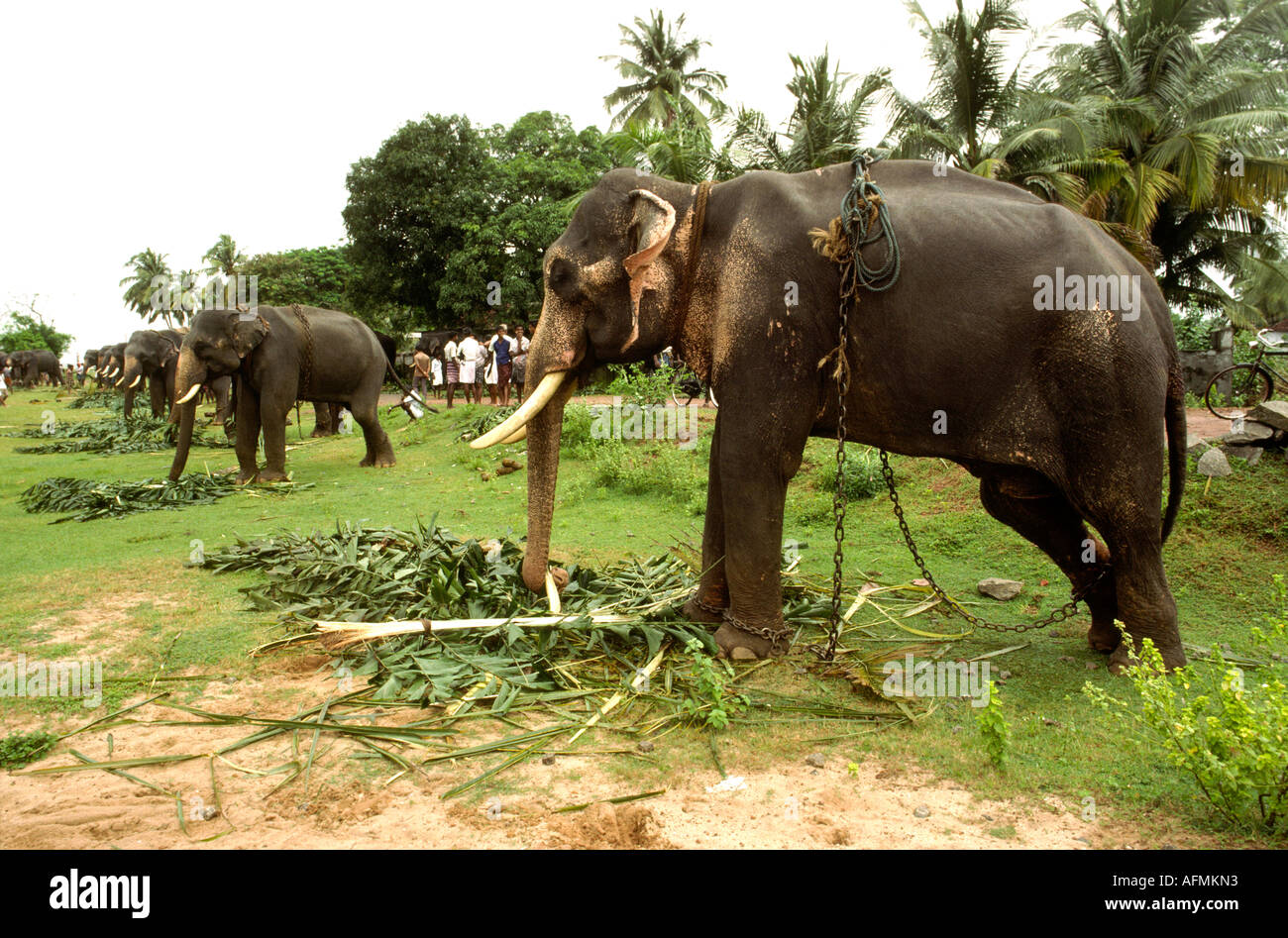 India elephant race hi-res stock photography and images - Alamy