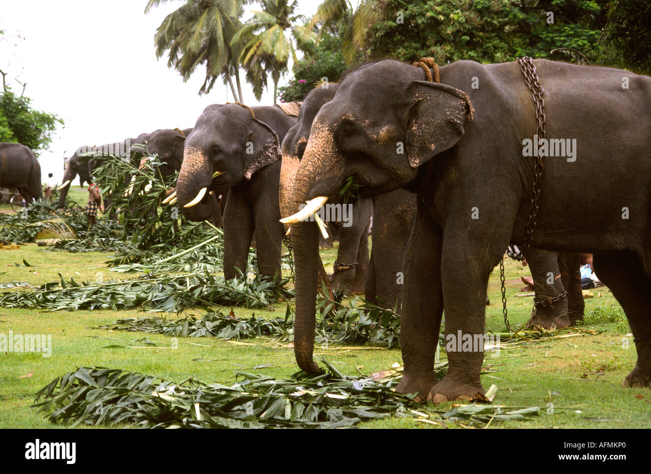 India Kerala Alleppey animals line of tethered elephants Stock Photo ...
