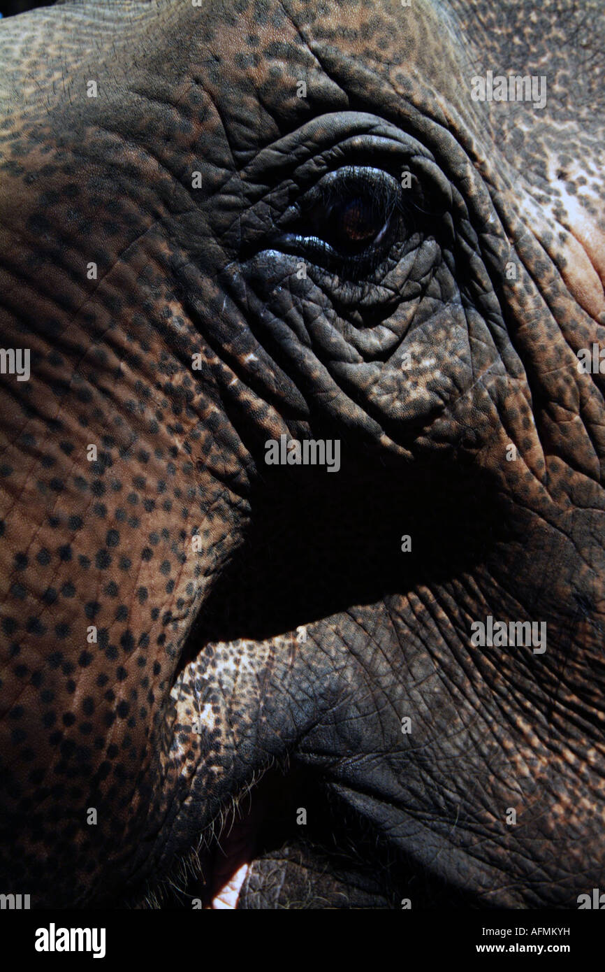 An elephant in Thailand looks into the lens Stock Photo - Alamy
