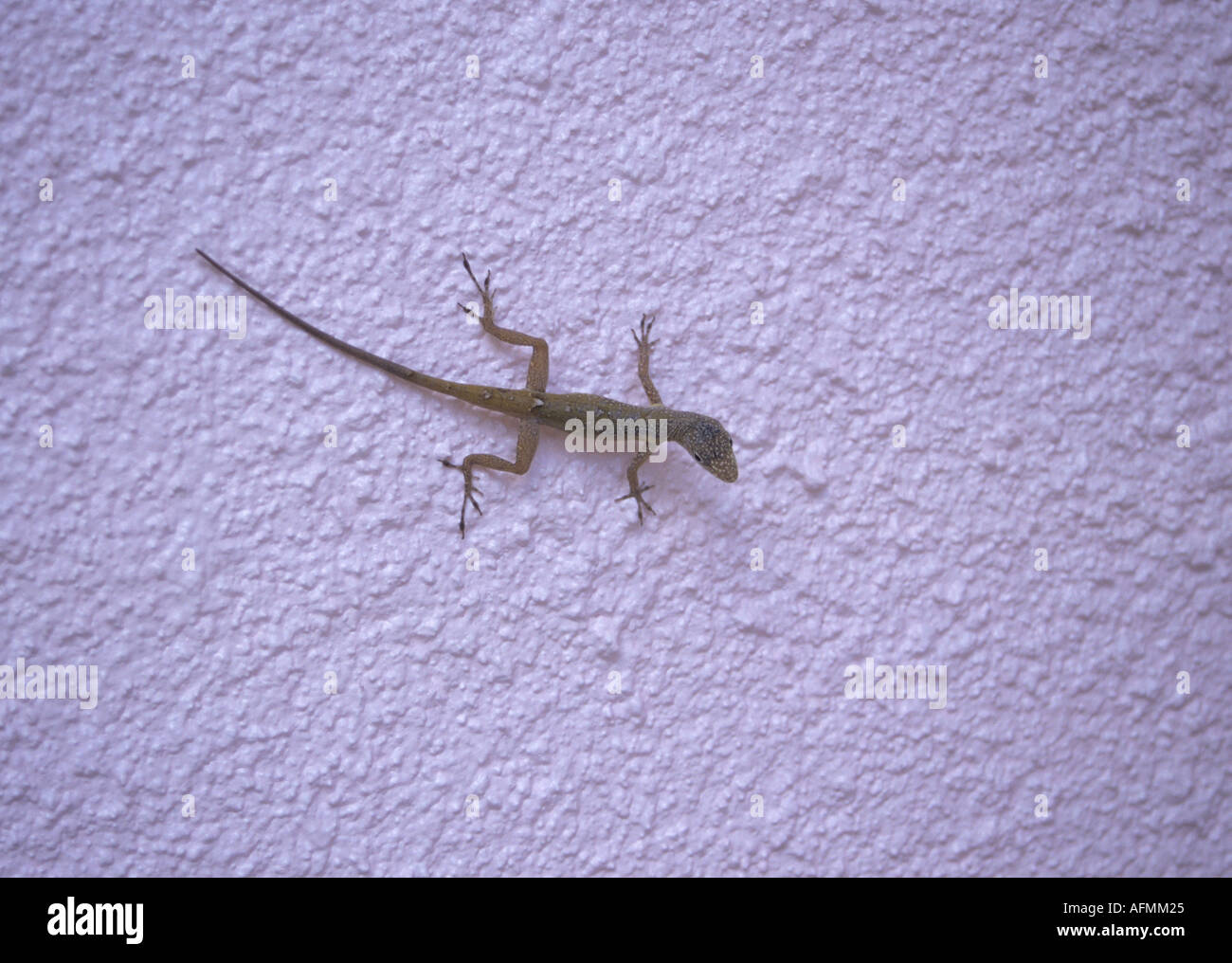 Tiny green spotted gecko on pink wall in the Cayman Islands Stock Photo ...