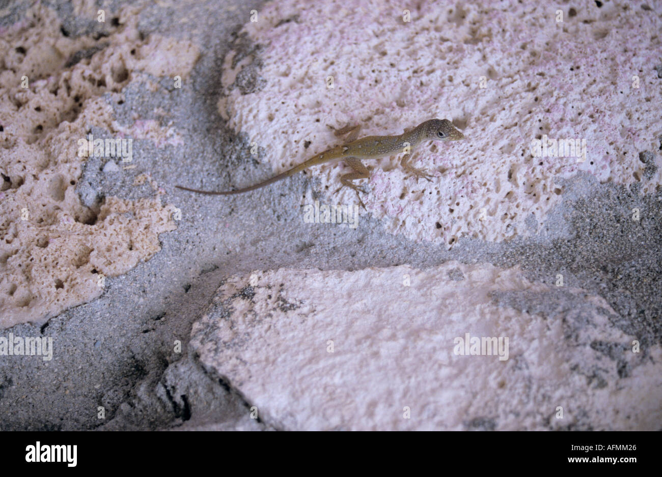 Tiny spotted gecko sitting on pink coral rock Stock Photo - Alamy