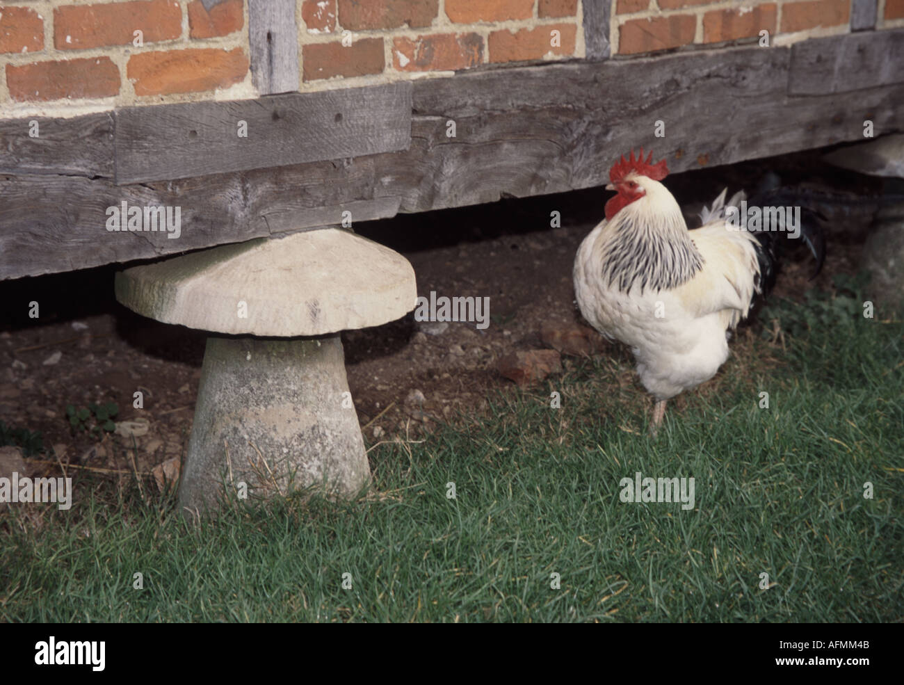 Staddle stones under a grain store at the Weald and Downland museum ...
