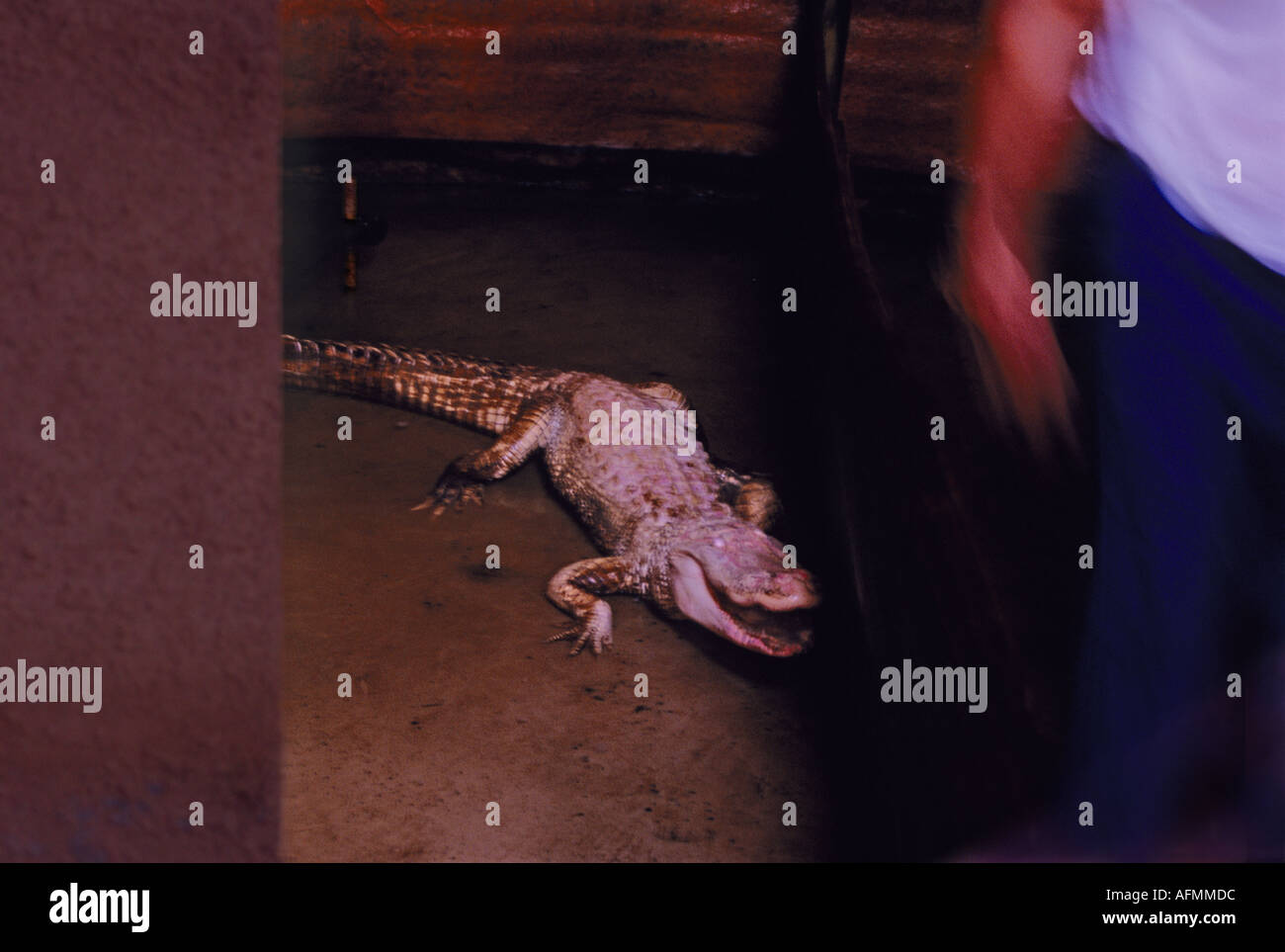 "Albino alligator, ^nightmare, ^Louisiana, USA Stock Photo - Alamy