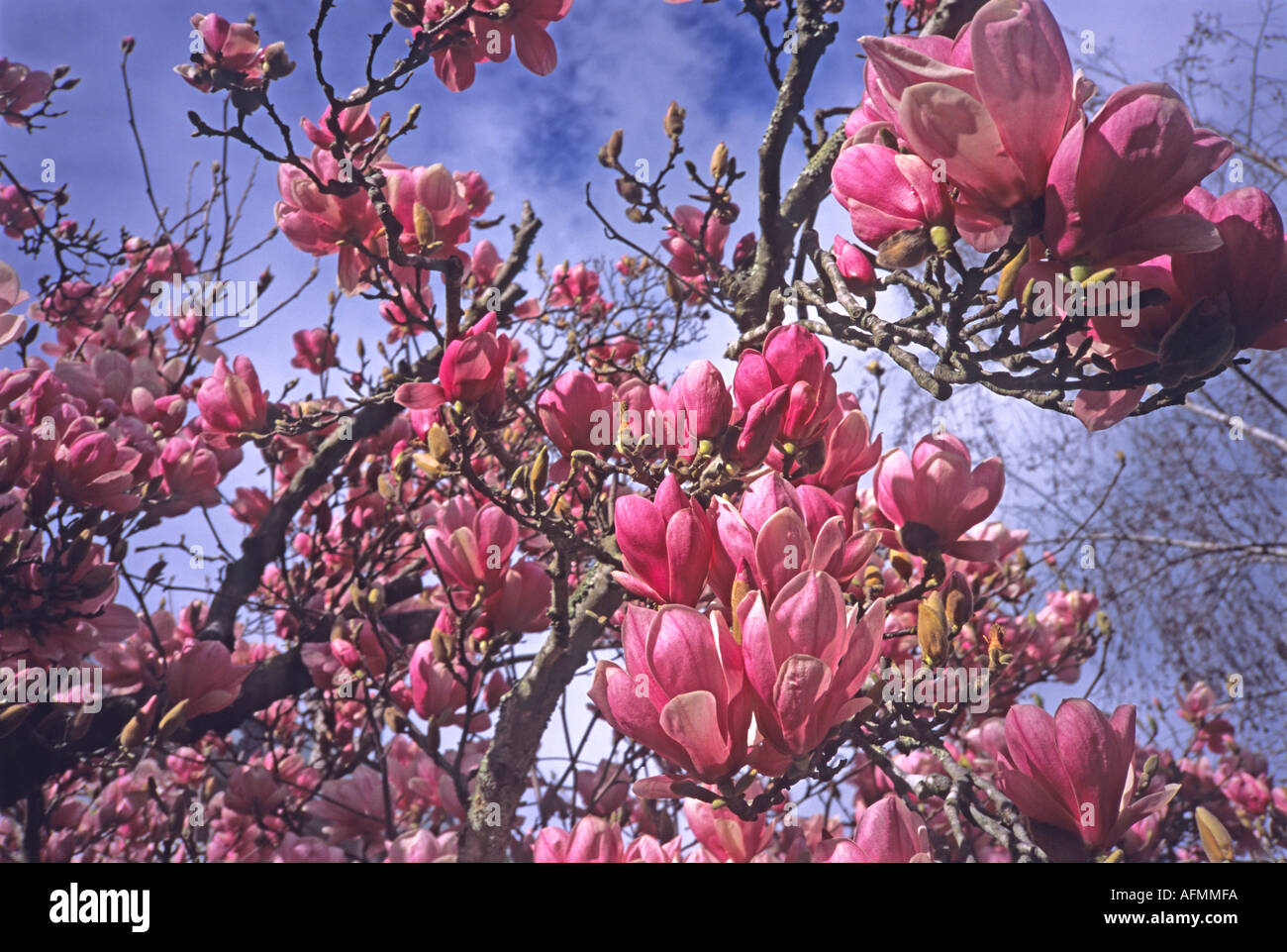 "Magnolia ^soulangiana, California Stock Photo - Alamy