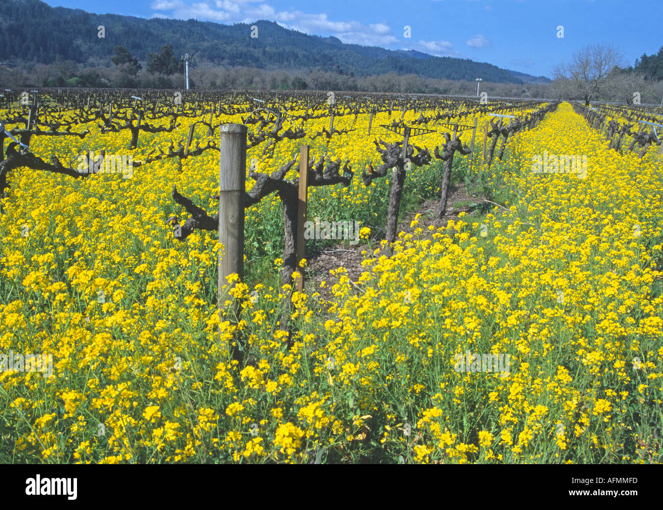 "^Mustard flowers and grapevines, spring, "Napa Valley", California ...