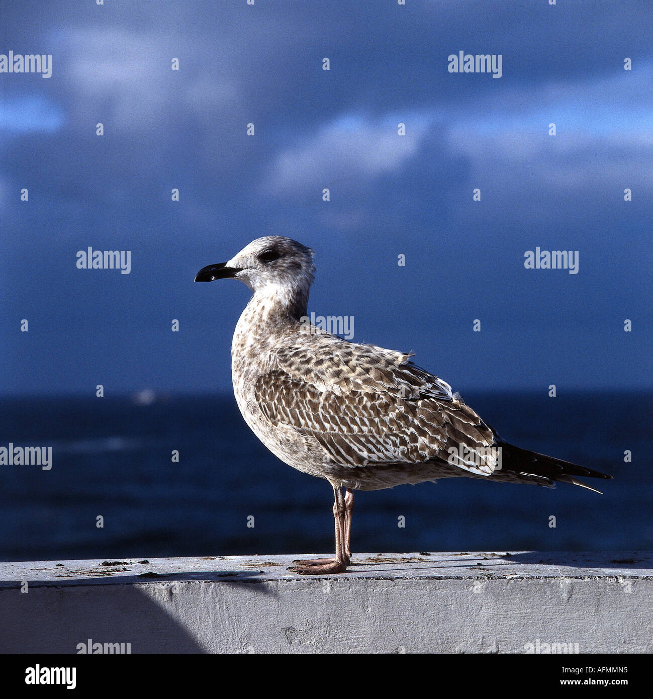 Laridae of asia hi-res stock photography and images - Alamy