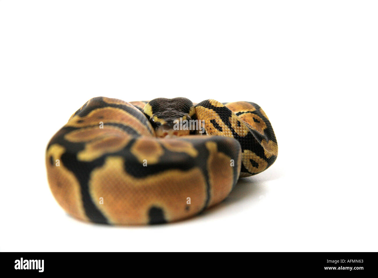 Snake ready to strike Cut Out Stock Images & Pictures - Alamy