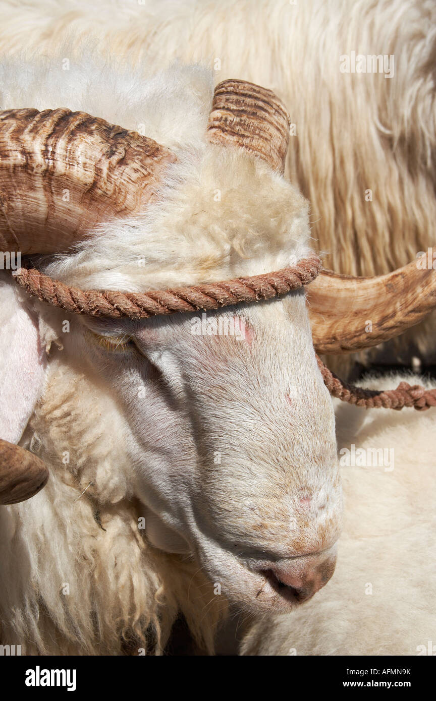 Ram with horns Stock Photo - Alamy