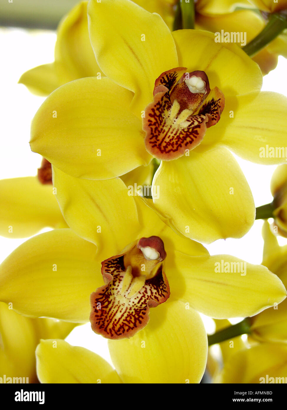 Orchid Cymbidium Nevada Stock Photo - Alamy