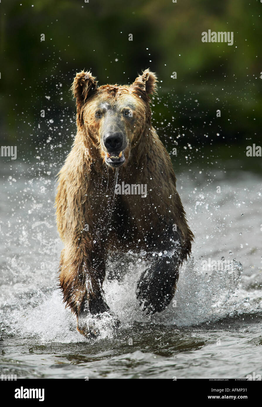 Brown Bear running through water Katmai National Park Alaska Stock ...