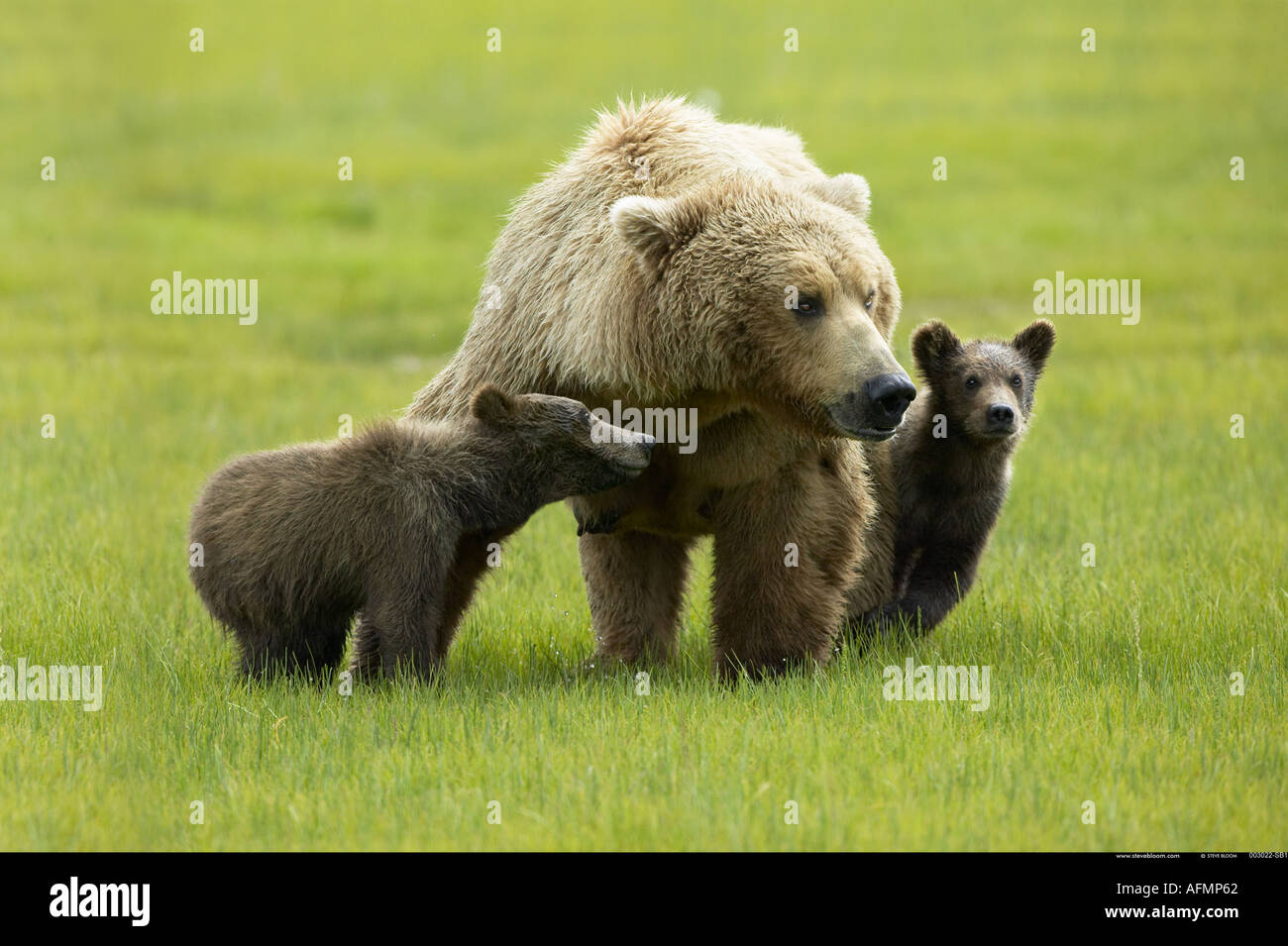Brown Bear mother and cubs Katmai National Park Alaska Stock Photo - Alamy