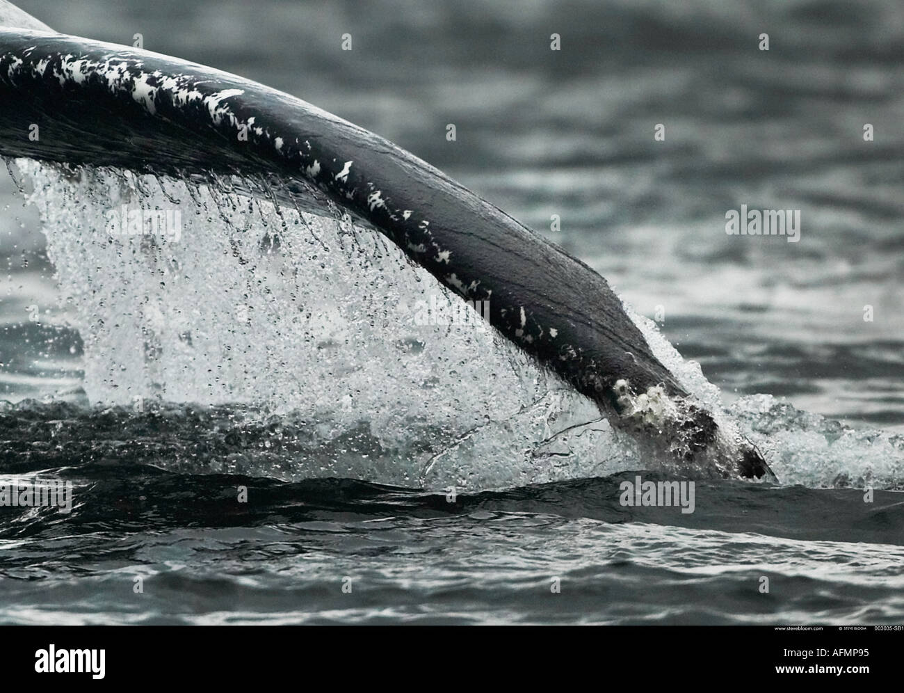 Humpback Whale s fin Petersberg Alaska Stock Photo - Alamy