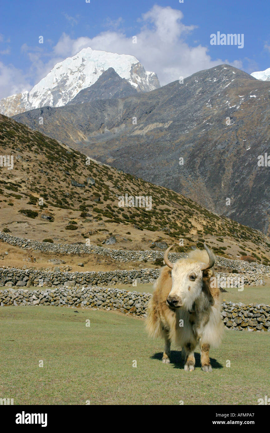 Altitude pastures hi-res stock photography and images - Alamy