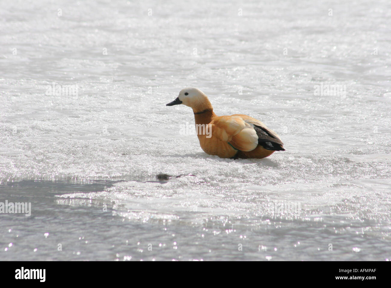 Orange back white head asian duck sits contentedly on the thawing ice ...