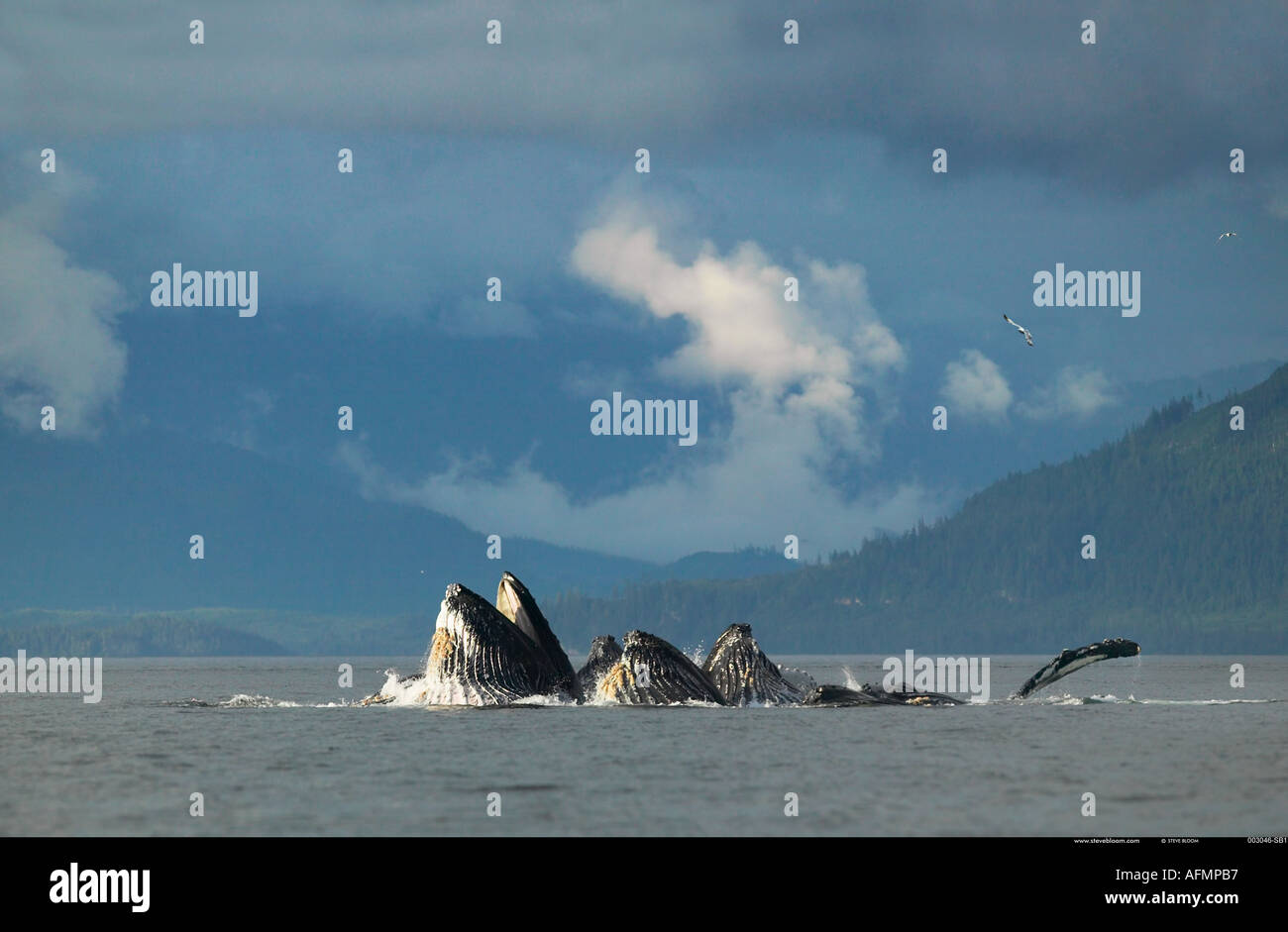 Bubble Netting Humpback Whales Petersberg Alaska Stock Photo - Alamy